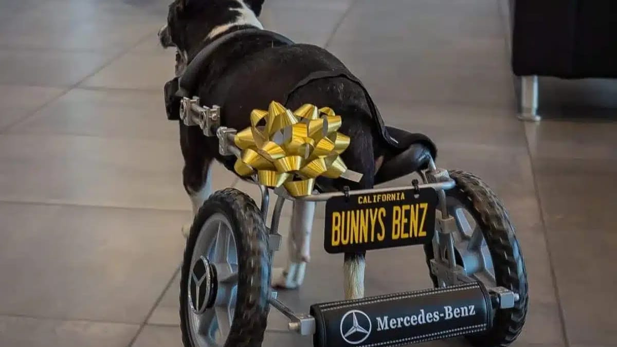 A disabled dog was gifted a custom wheelchair made by Mercedes-Benz