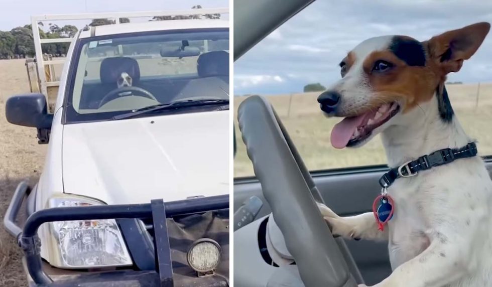Driving dog cruises around a farm in owner’s pickup truck – Supercar ...