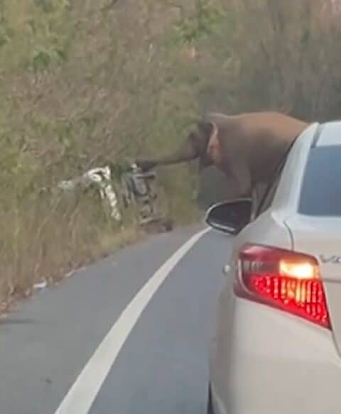 Watch the moment an elephant flips a car in Thailand